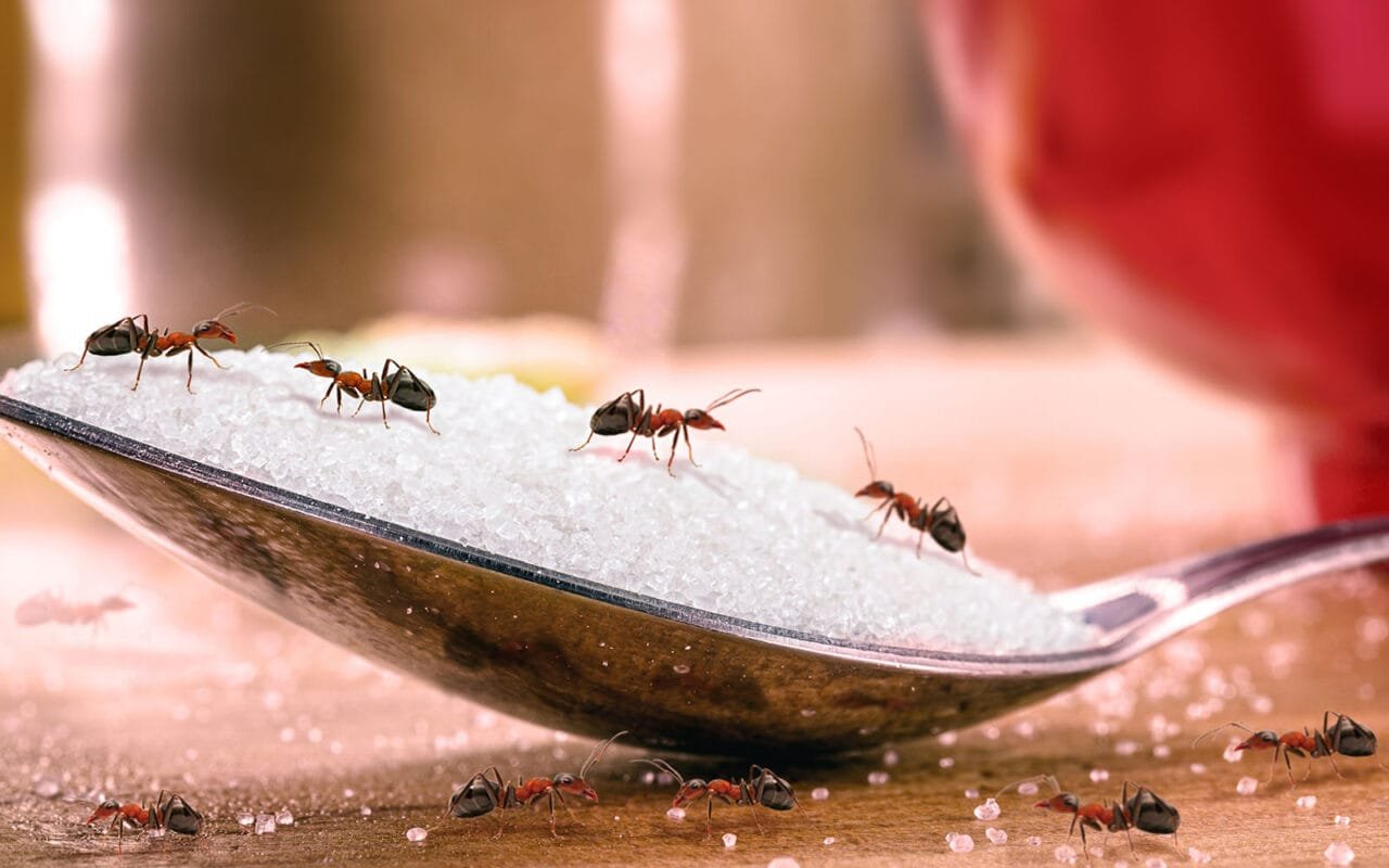 Ant Control | Aussy Pest Control