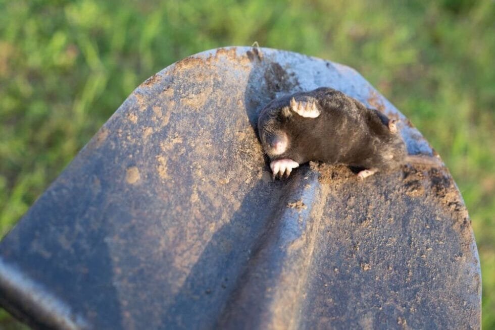 Dead Animals Removal | Aussy Pest Control